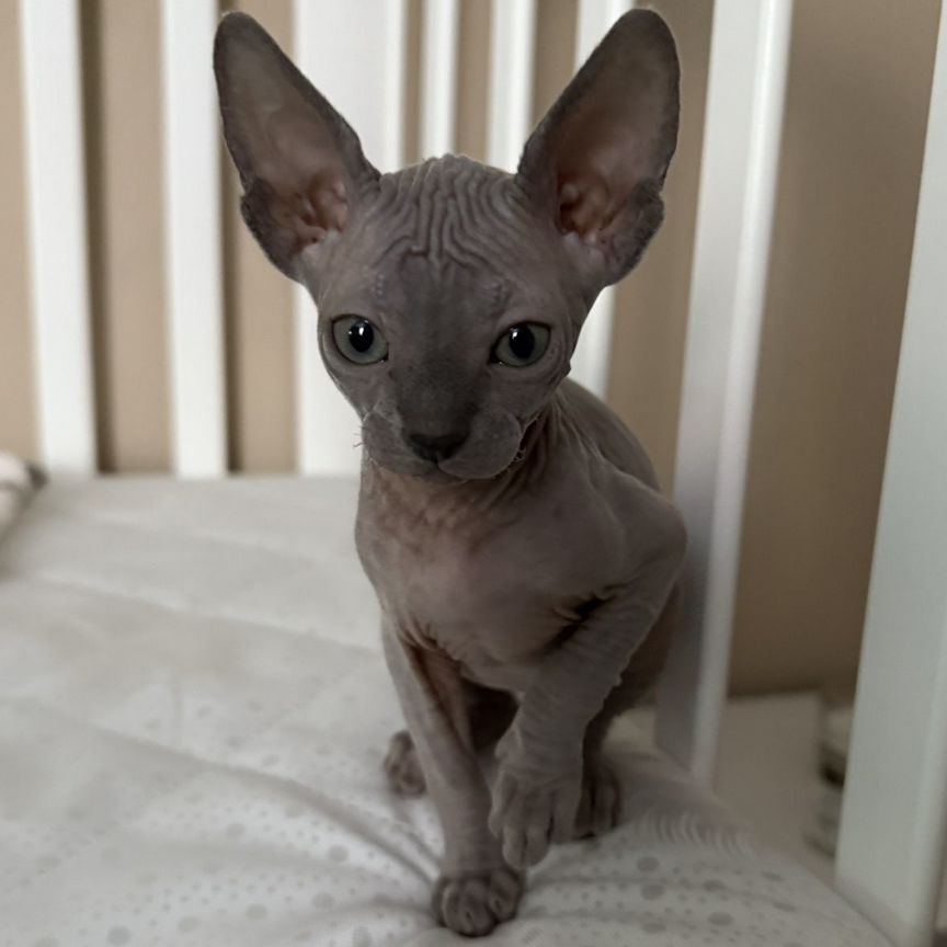 Канадский сфинкс котёнок