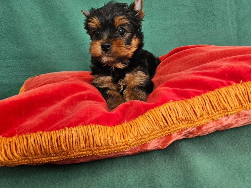 Кукольный мальчик,йорк, с РКФ