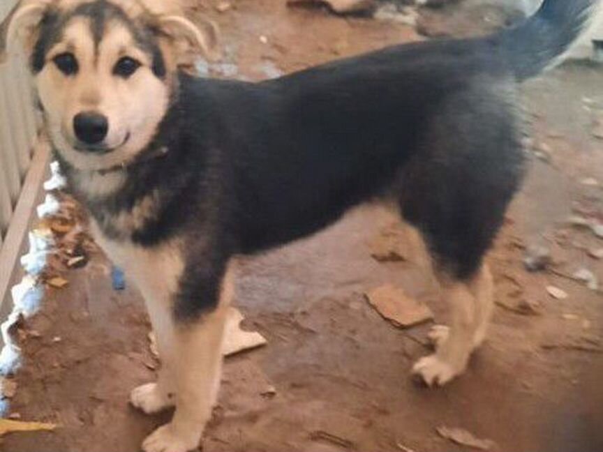 Собака чудо