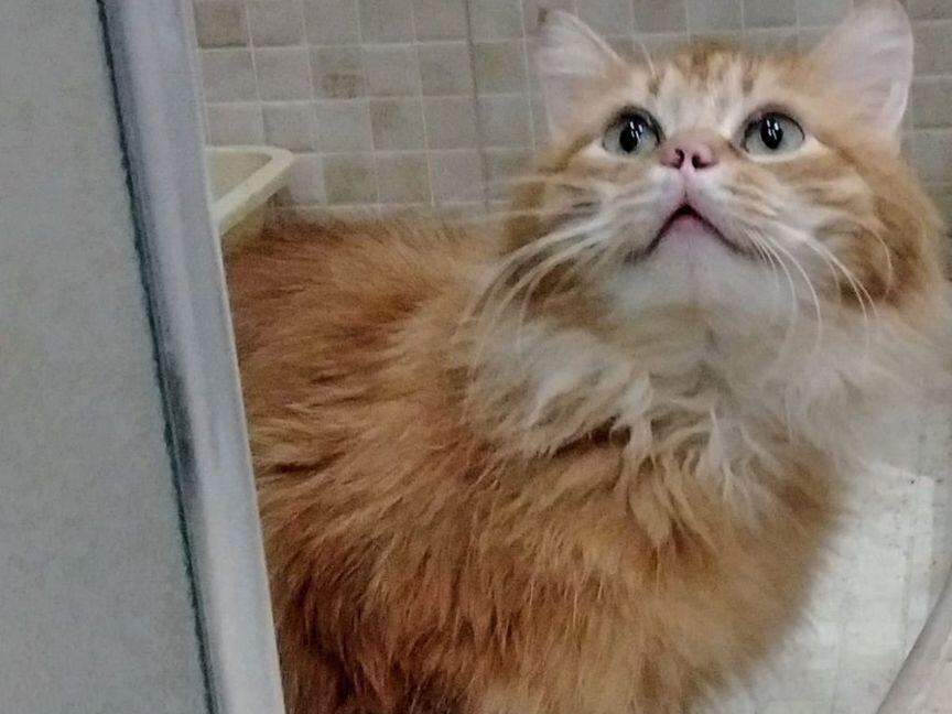 Пушистый рыжий кот