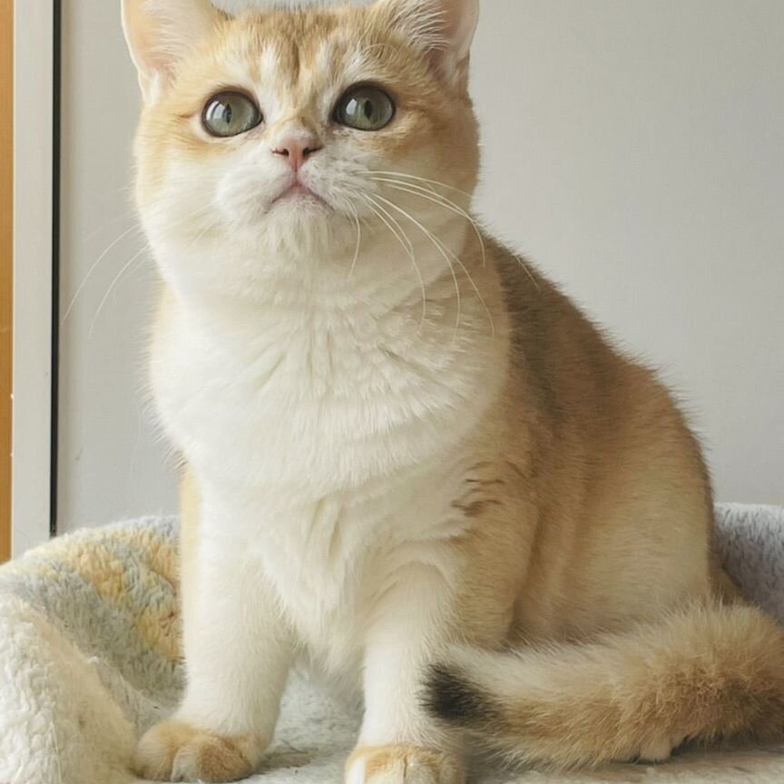 Кошечка золотистая шиншилла