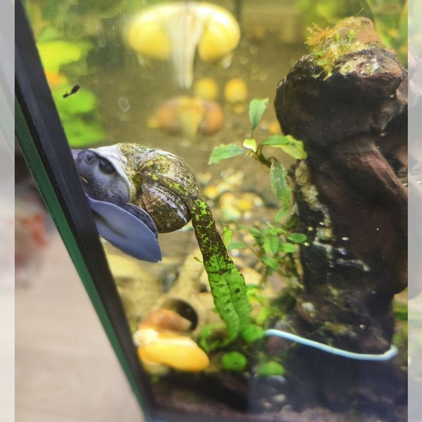 Улитки ампулярии,мелании