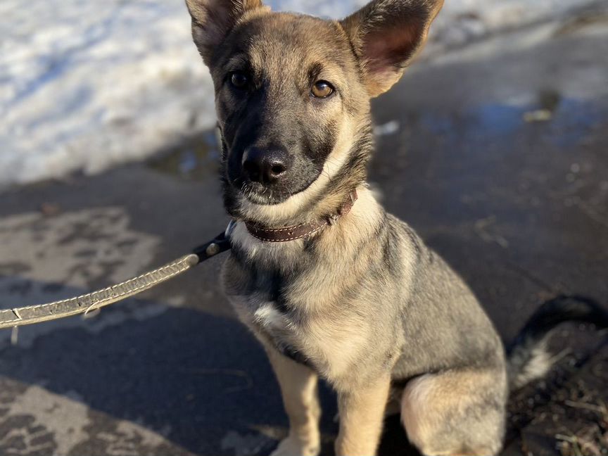 Щенок помесь с Малиноа(бельгийская овчарка)