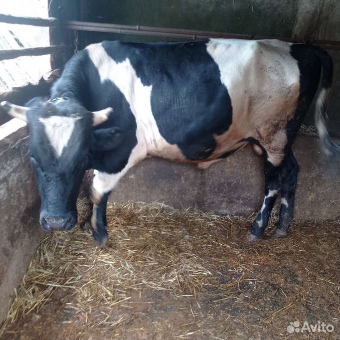 Бык на мясо