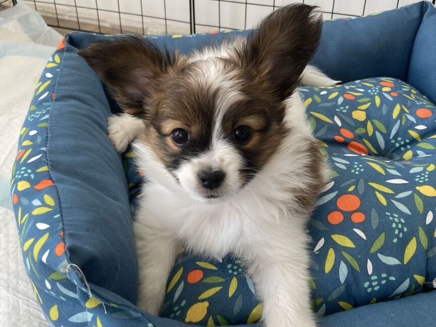 Щенок папийона