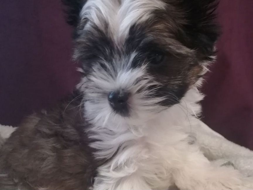 Щенки бивер йорка, цветной йорк