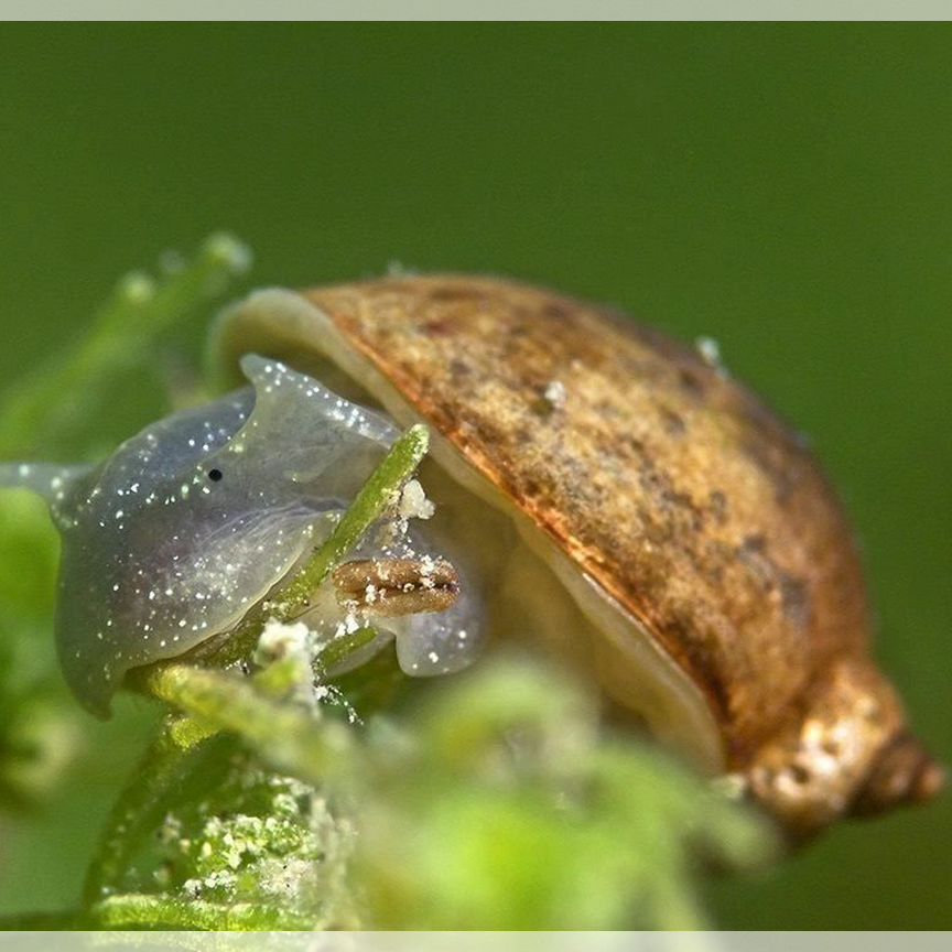 Улитка покемон