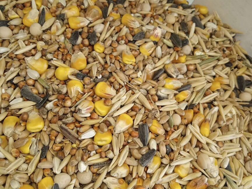 Зерно смесь корм для хомяк мышь