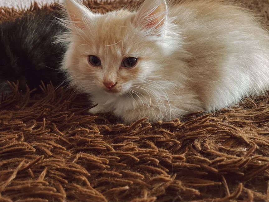 Отдам котенка в добрые руки