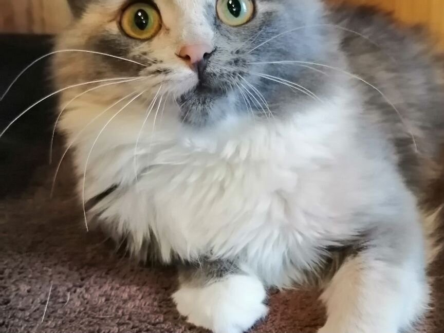 Кошка Ласкуша ищет дом