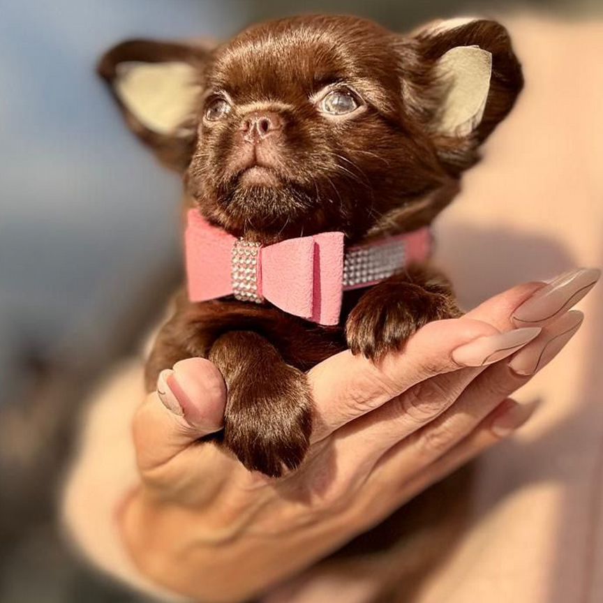 Красотка Шоколадная