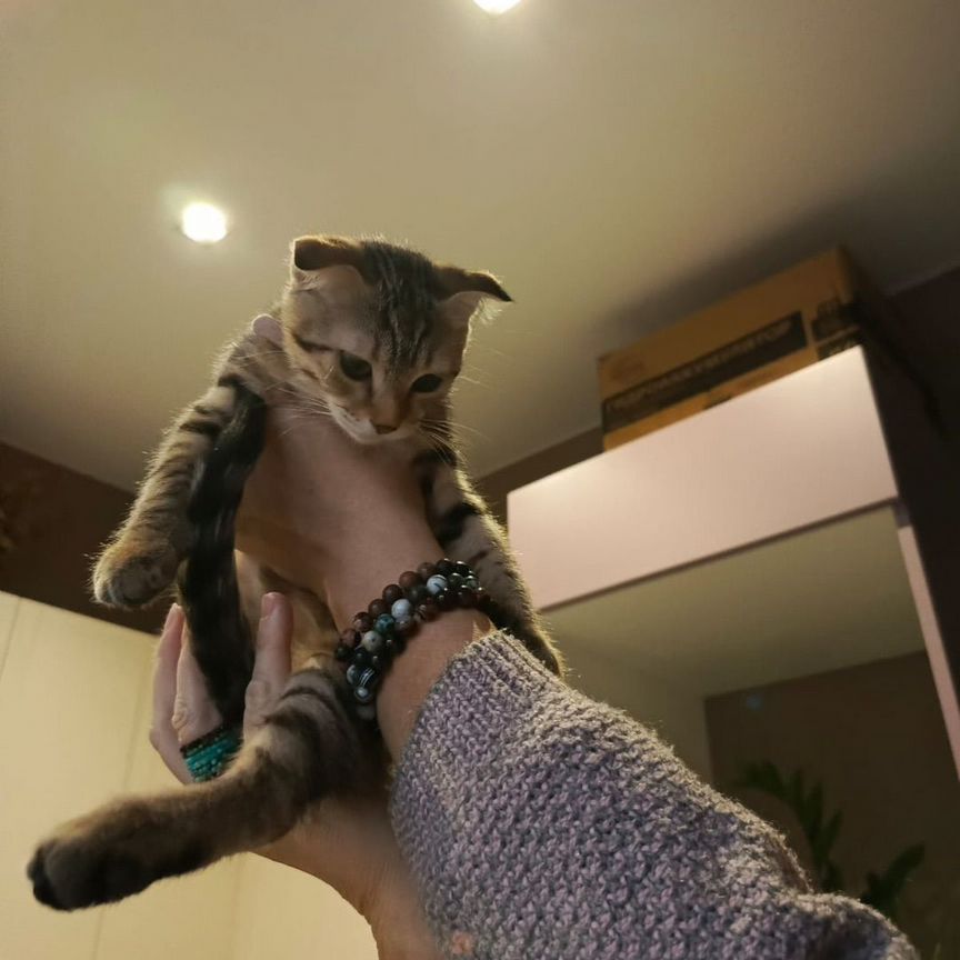 Вислоухие котята помесь