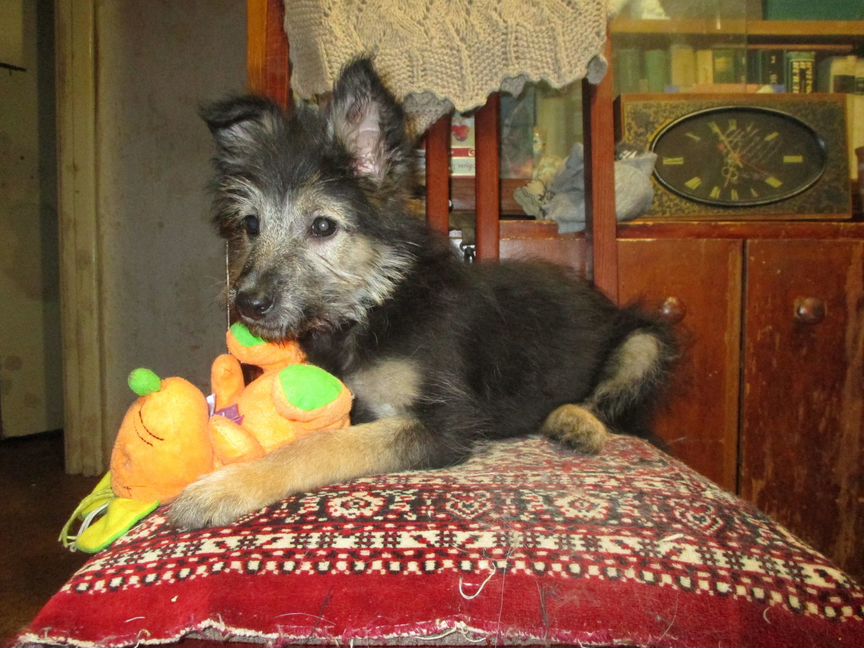 Собака в добрые руки отдам бесплатно