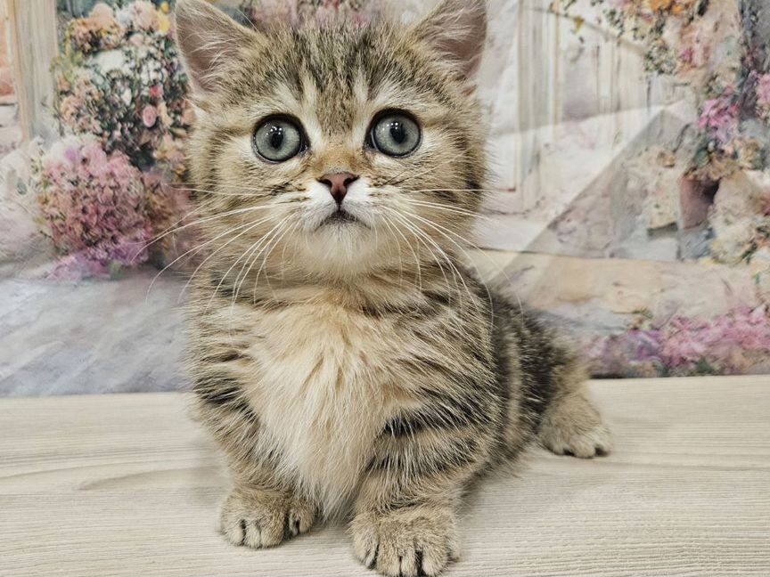 Манчкин килт