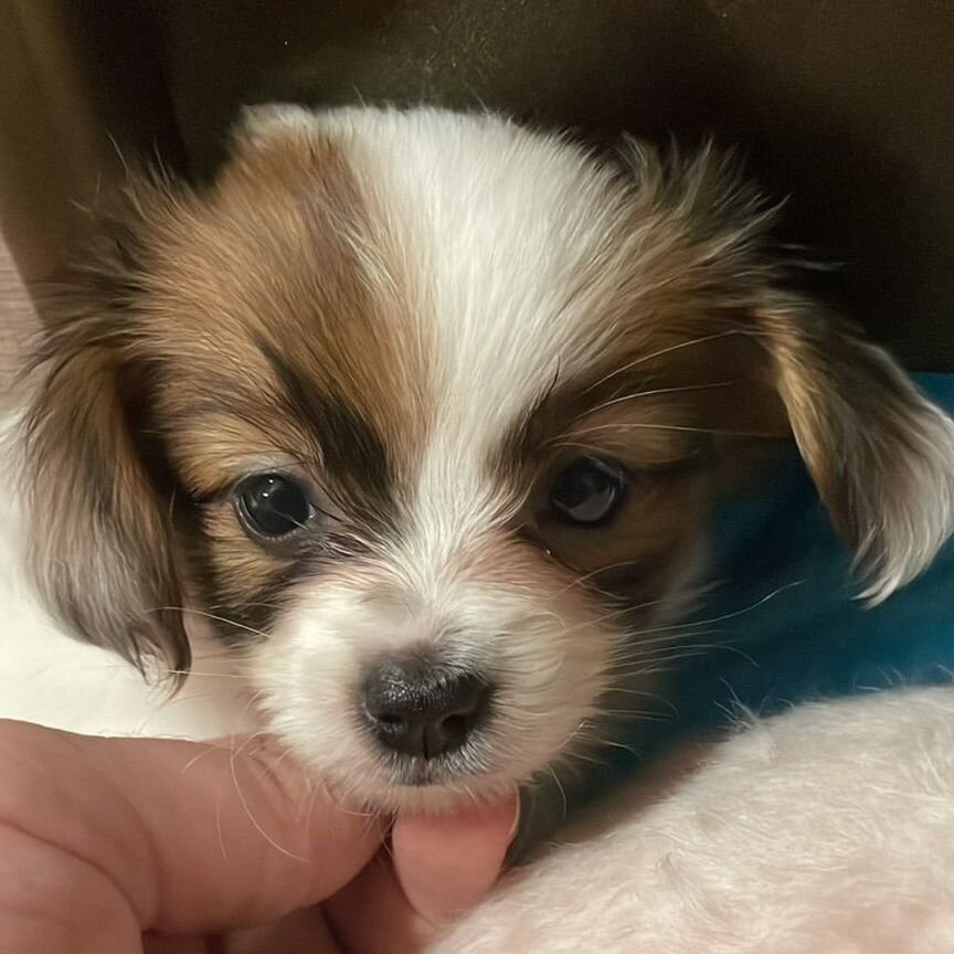 Континентальный той-спаниель папильон, щенок