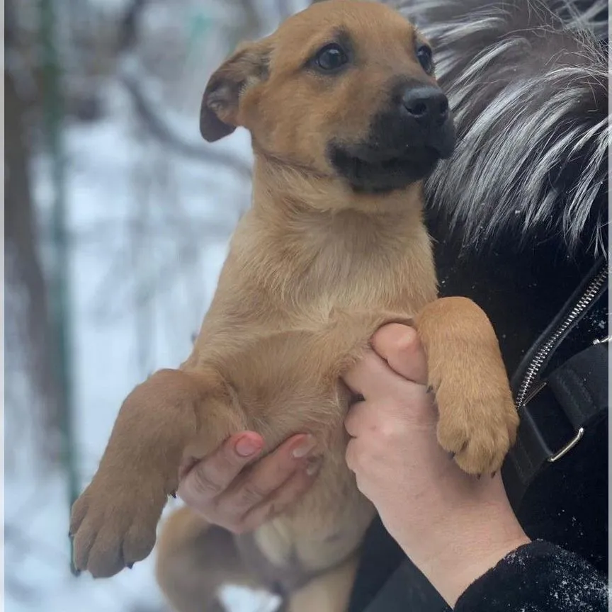 Боба ищет дом