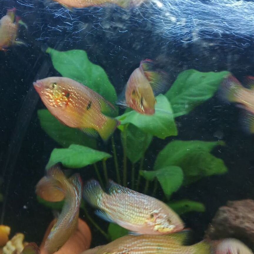 Хромис красавец