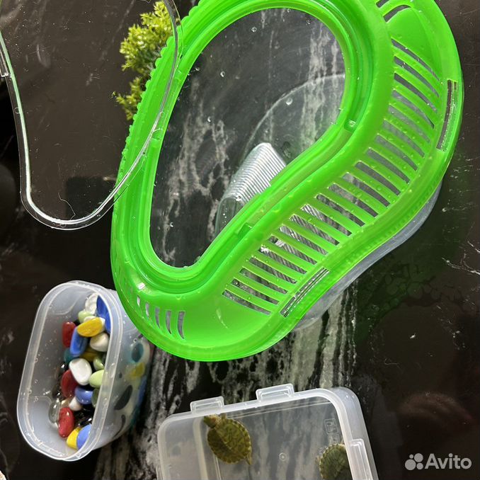 Мускусные черепахи