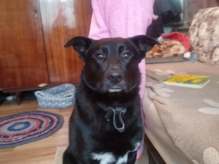 Классный мальчишка ищет дом и семью