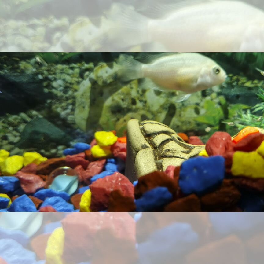 Цихлиды мальки