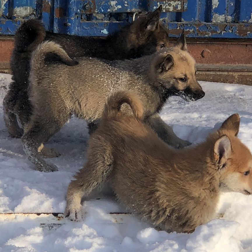 Западносибирская лайка, щенок
