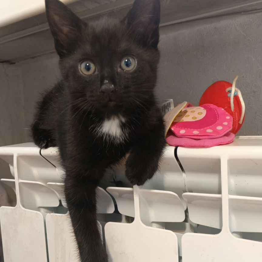 Котята, девочки в добрые руки 2м