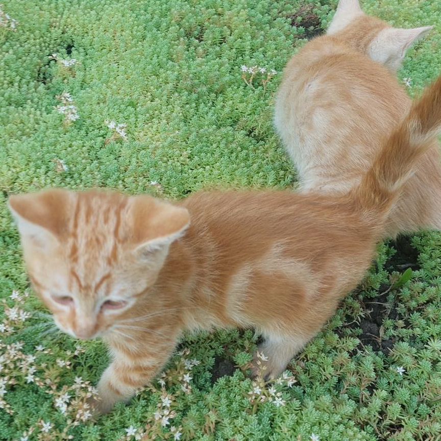 Котята в добрые руки бесплатно мальчик