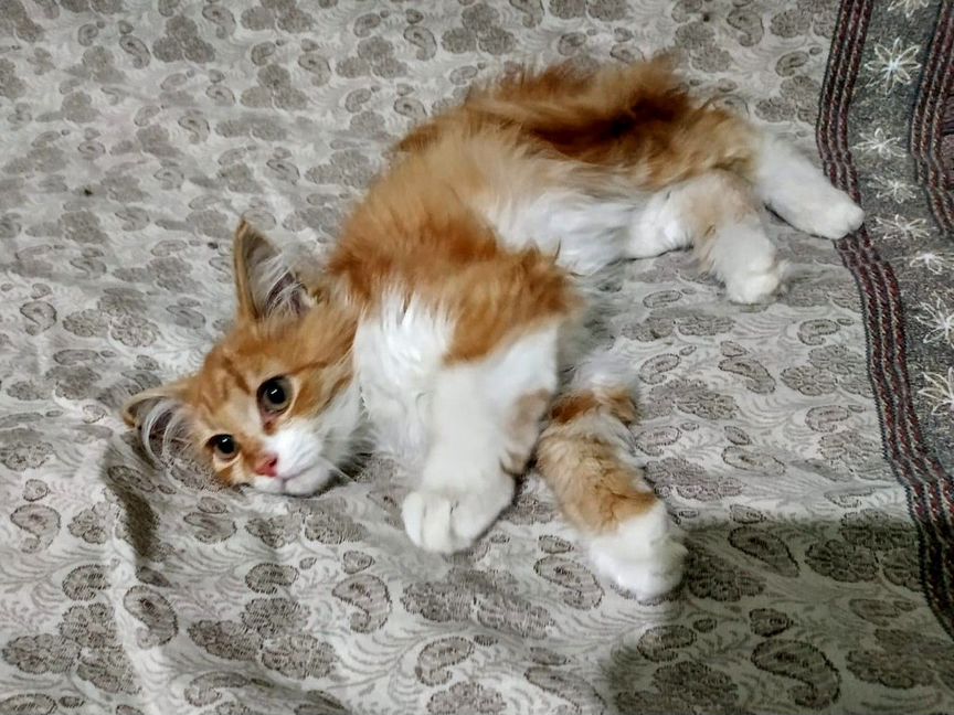 Котёнок "Москвич" ищет семью