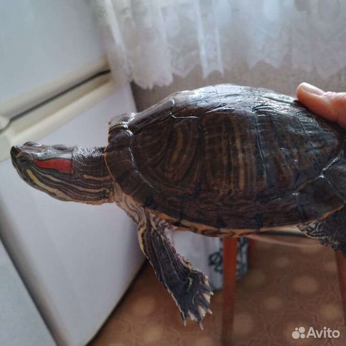 Черепаха красноухая девочка