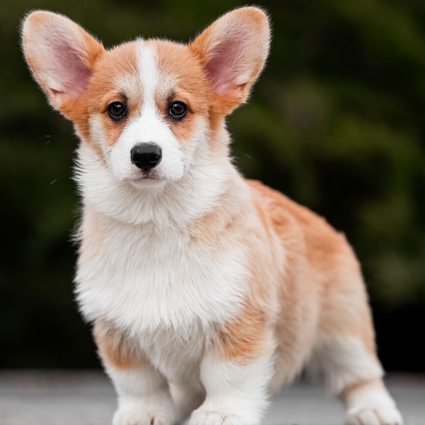 Вельш Корги Пемброк, щенок