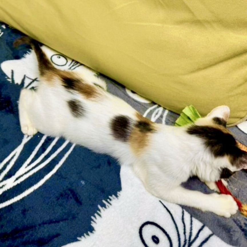 Котята в добрые руки девочка трехцветка