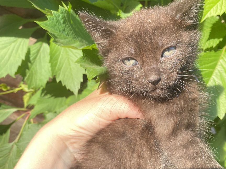 Котята в добрые руки 1 месяц