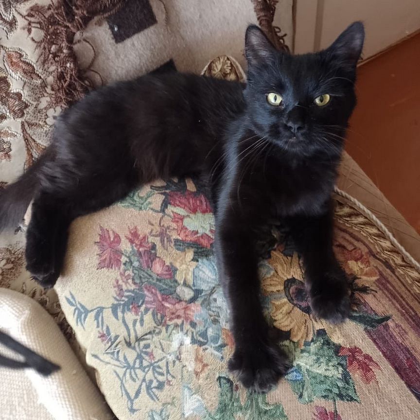 Котята в добрые руки бесплатно