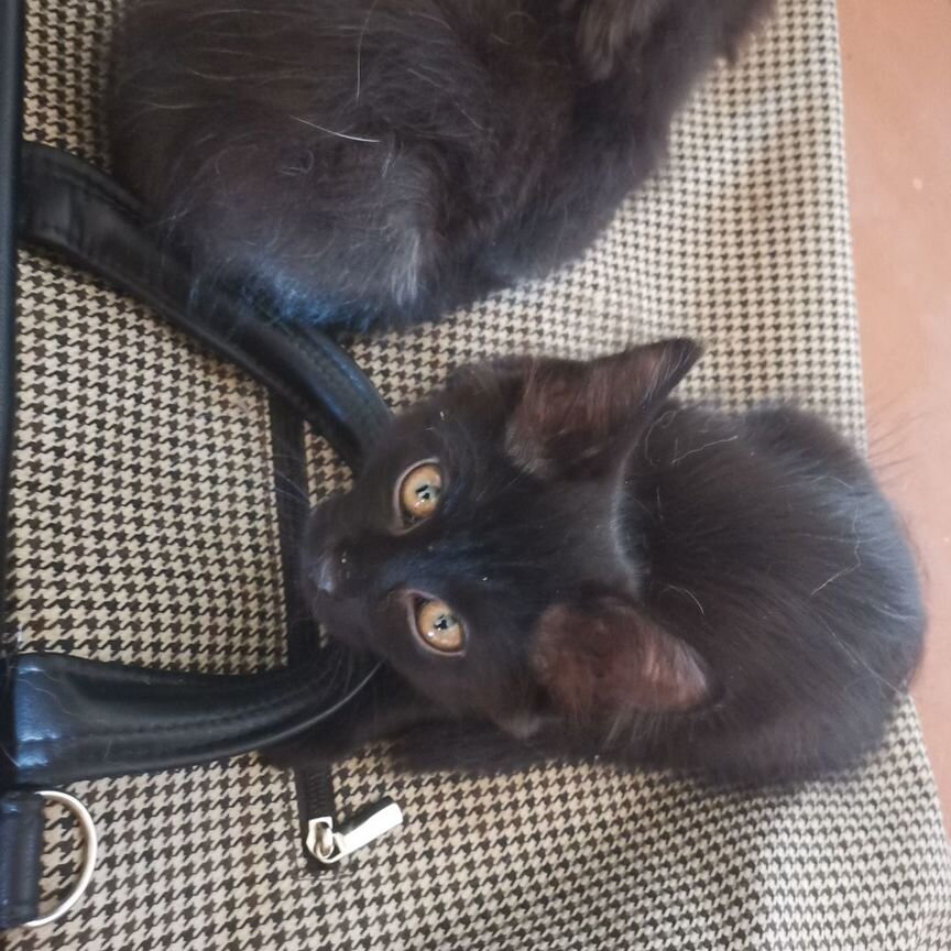 Черный котенок в добрые руки