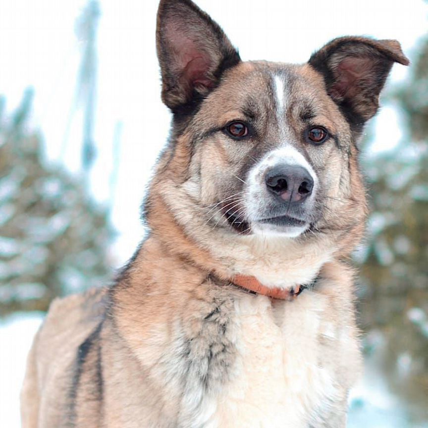 Собака в добрые руки