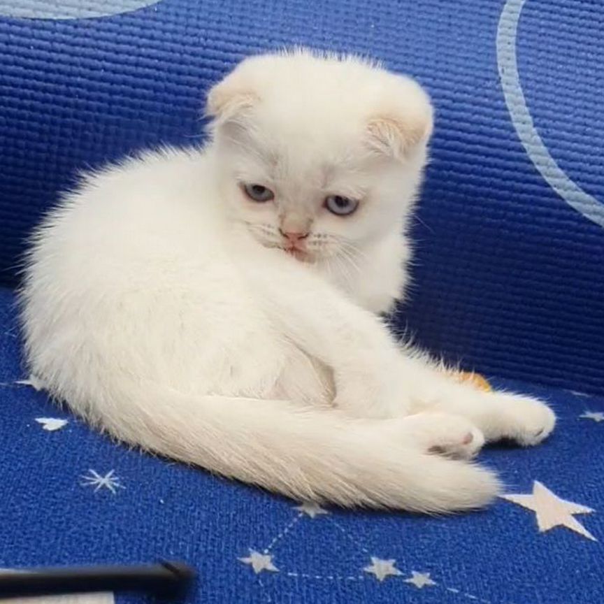 Шотландский вислоухий короткошёрстный котёнок