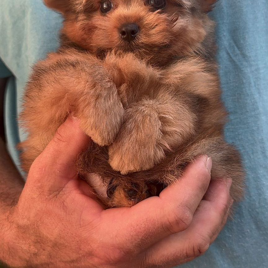 Мини детки мальтипу