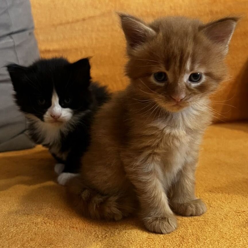Котята мейн-кун