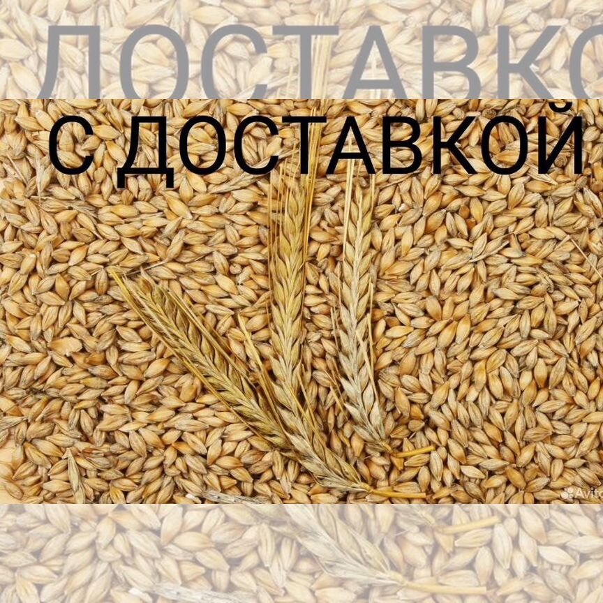 Зерно ячмень