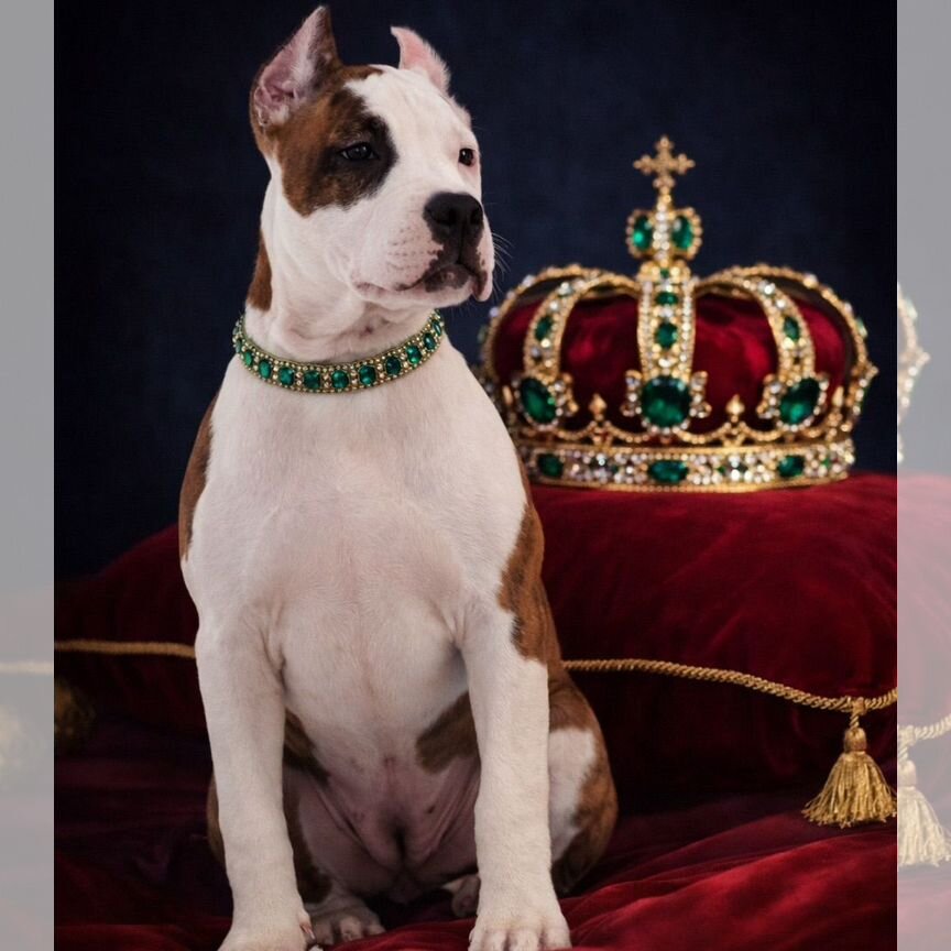 Американский стаффордширский терьер, щенок