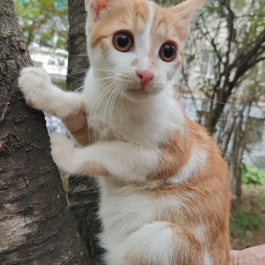Котята