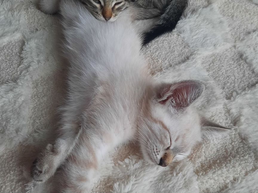Котята в добрые руки