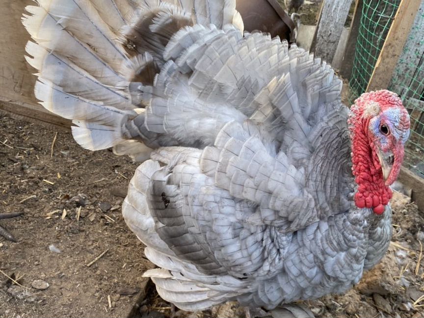 Индюки аспидные