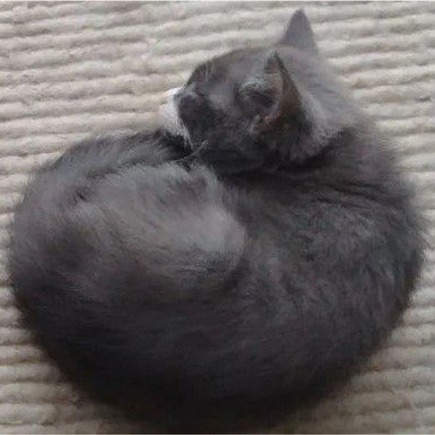 Донской сфинкс котёнок