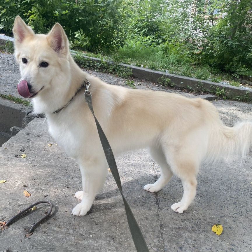 Белая швейцарская овчарка, взрослая собака