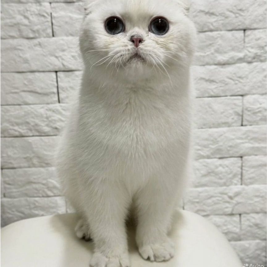 Шотландская вислоухая короткошёрстная кошка, взрослая