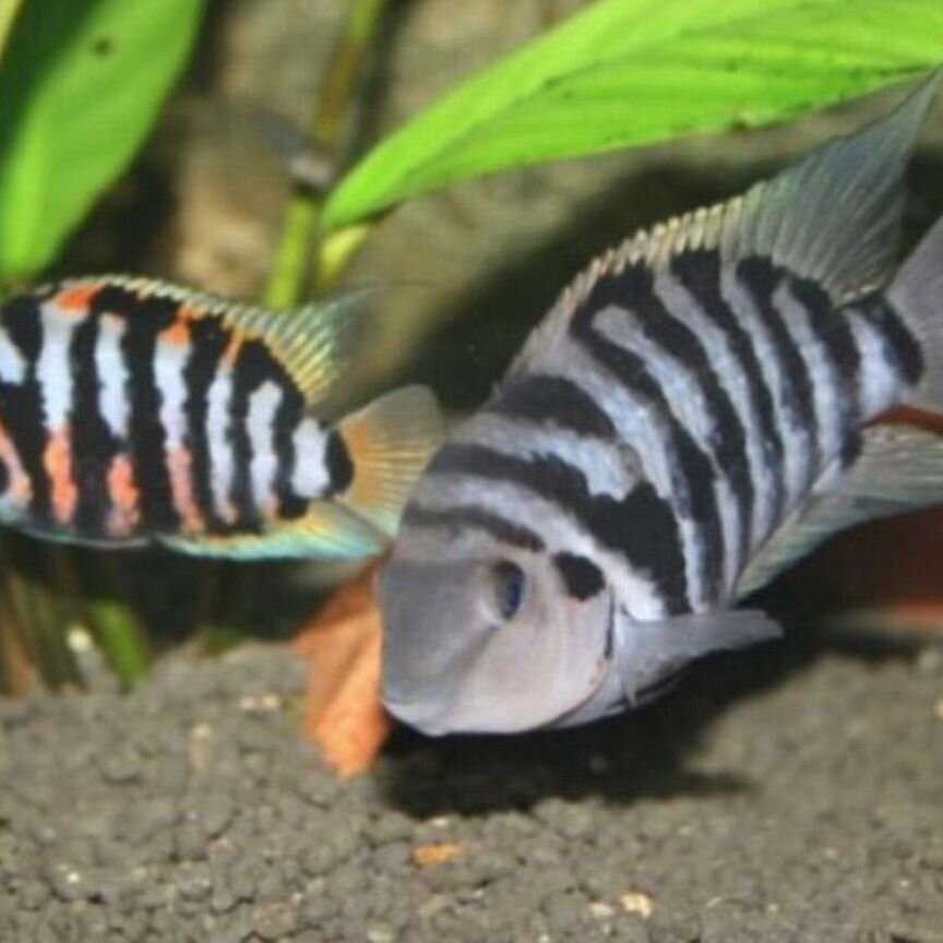 Рыбка цыхлозома чернополосая