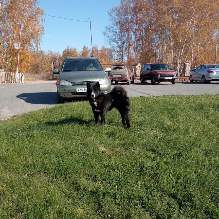 Найдена собака Лайка