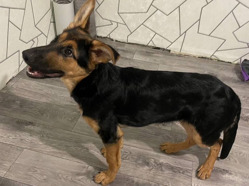 Щенки немецкой овчарки