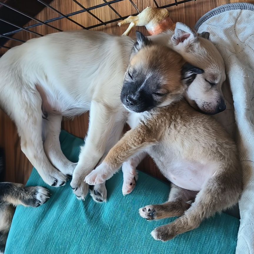 Щенок в добрые руки